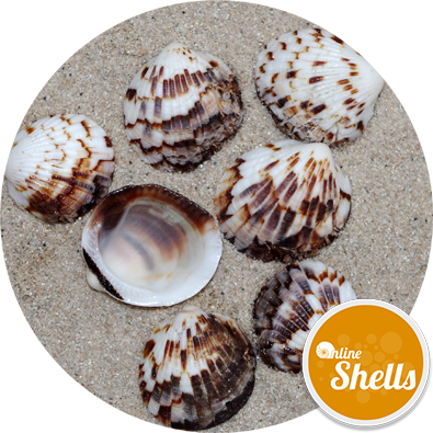 Download Tawny Owl Clam - Shell - Full Size PNG Image - PNGkit
