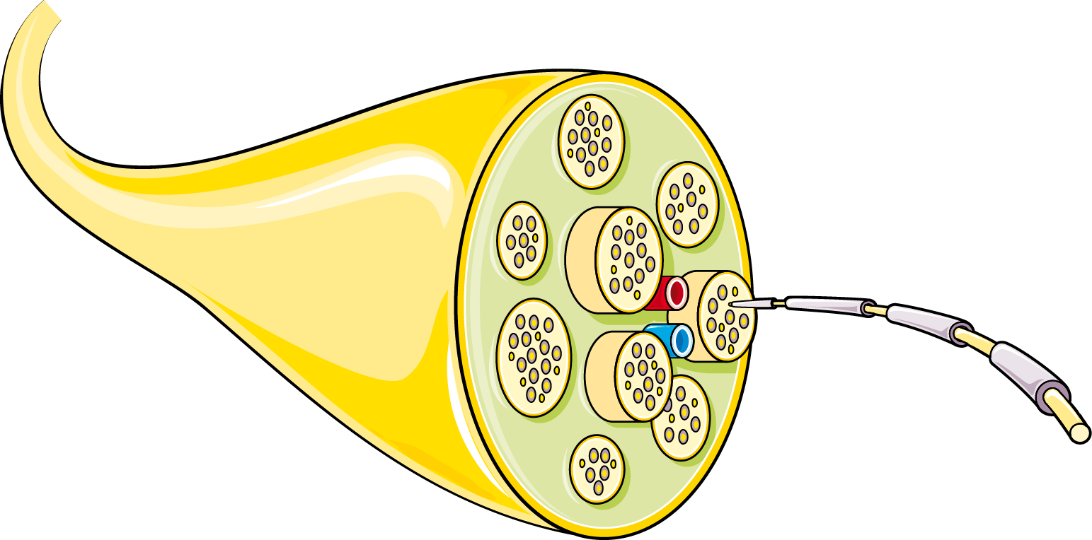 Download Nerf - Structure D Un Nerf - Full Size PNG Image - PNGkit