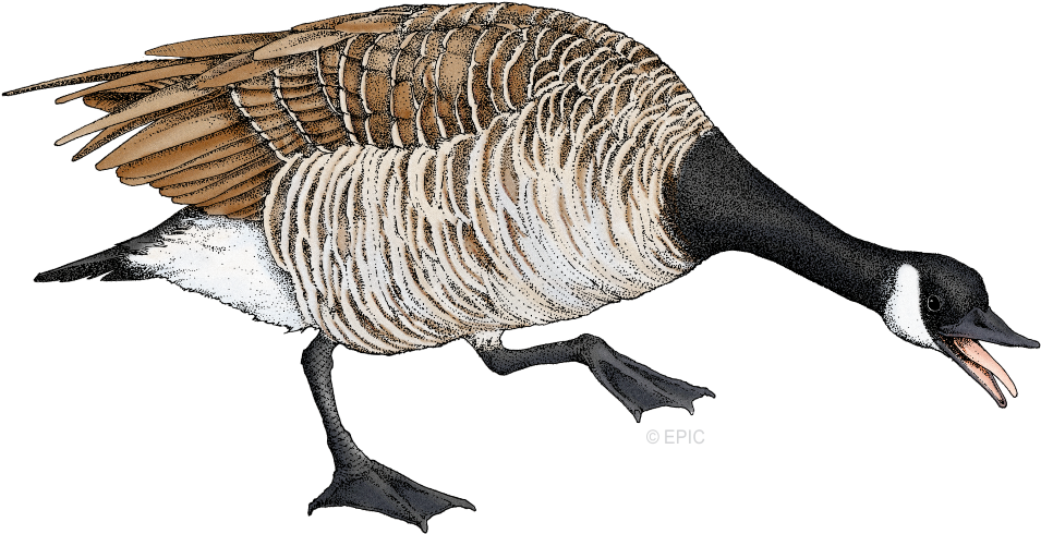 Download Goose - Full Size PNG Image - PNGkit