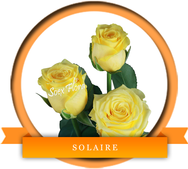 Download Premium Rose With A Very Big Bloom Solaire Is A Deep - Solarie ...
