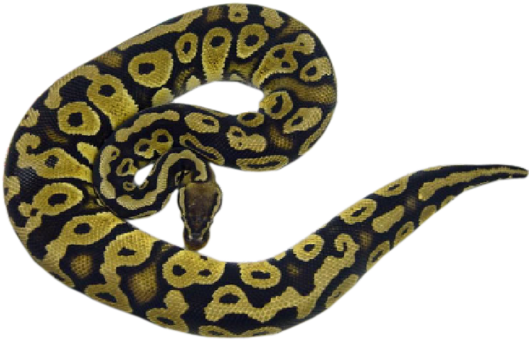 Download Pastel - Snakes - Full Size PNG Image - PNGkit