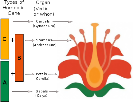 Download Abc Model Of Flower Development - Full Size PNG Image - PNGkit