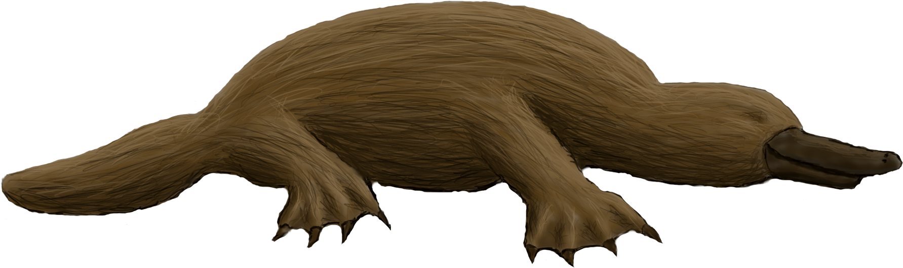 Download Preview - Platypus With No Background - Full Size PNG Image ...