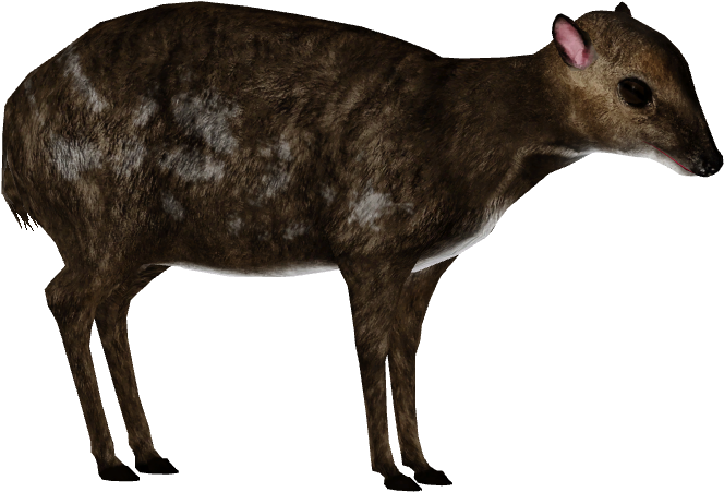 Download Indian Spotted Chevrotain 1 - Wiki - Full Size PNG Image - PNGkit