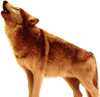Download Stackin Wolf Character - Wolf - Full Size PNG Image - PNGkit