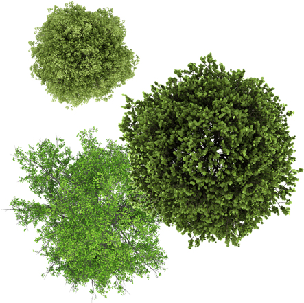 Download Transparent Tree Drawing Top View Png - PNGkit