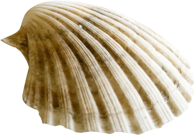 Download Яндекс - Фотки - Clam Png - Full Size PNG Image - PNGkit