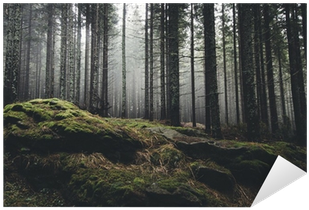 Download Wilderness Landscape Forest With Pine Trees And Moss - Gallery ...