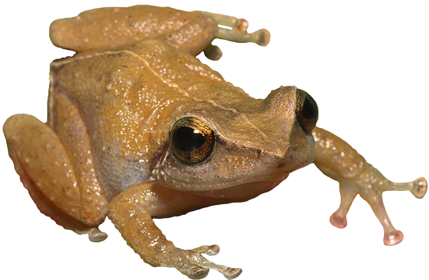Download Tree Frog Clipart Coqui - Coqui Png - Full Size PNG Image - PNGkit