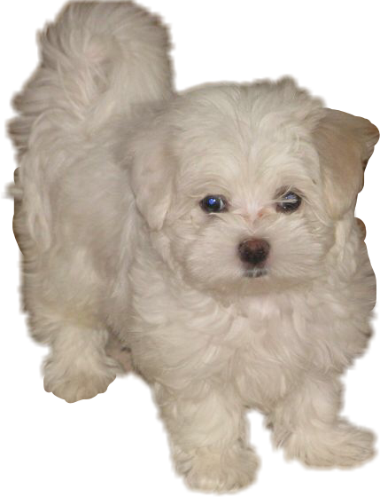 Download Clip Transparent Cute Doggo Dogs Sticker Freetoedit - Dog ...