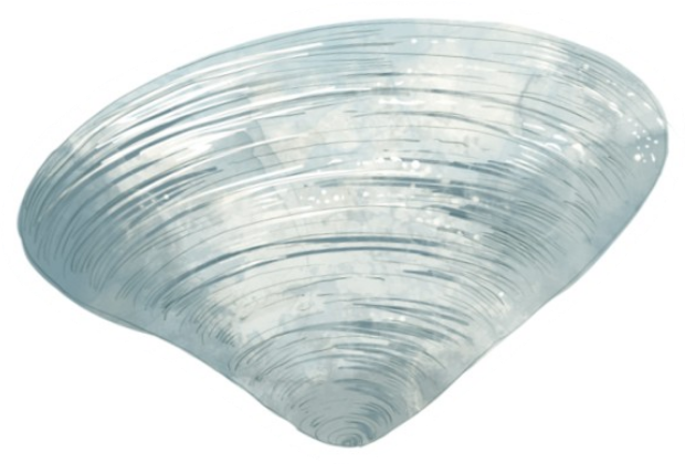 Download Baltic Clam - Full Size PNG Image - PNGkit