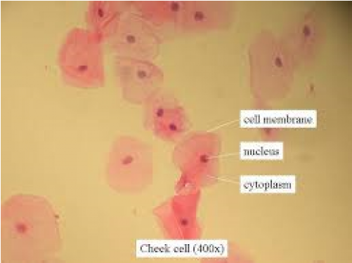 Download Prepared Slides, Cheek Cell Smear, - Cheek Cells Under ...