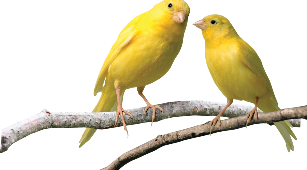 Download The Canary In The Coal Mine - Canary Png - Full Size PNG Image ...