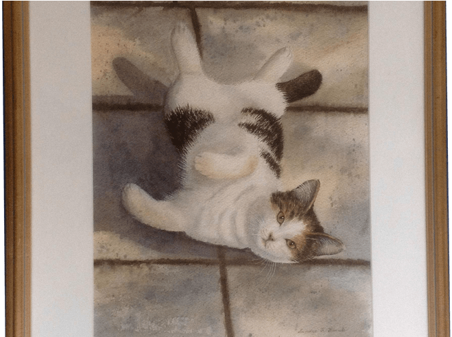 Download Sandra K Brunk, Black And White Tabby Cat On His Back ...