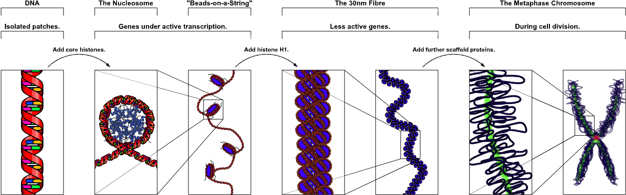 Download Chromatin Structures - Global Structure Of Chromosomes - Full ...