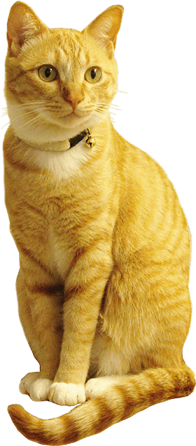 Download Transparent Yellow Cat - PNGkit