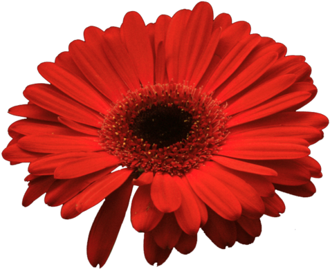 Download Colored Daisies - Red Daisy Png - Full Size PNG Image - PNGkit