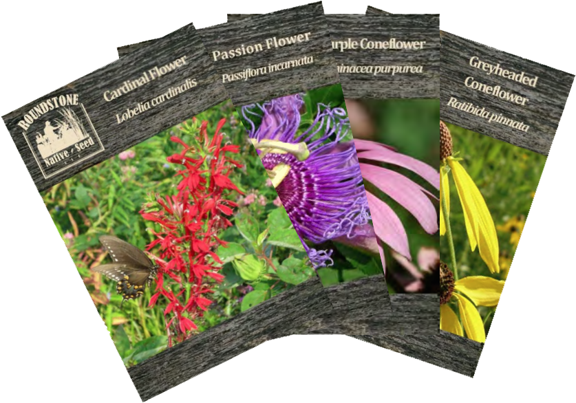 Download Custom Seed Packets - Packet Of Plant Seeds - Full Size PNG ...