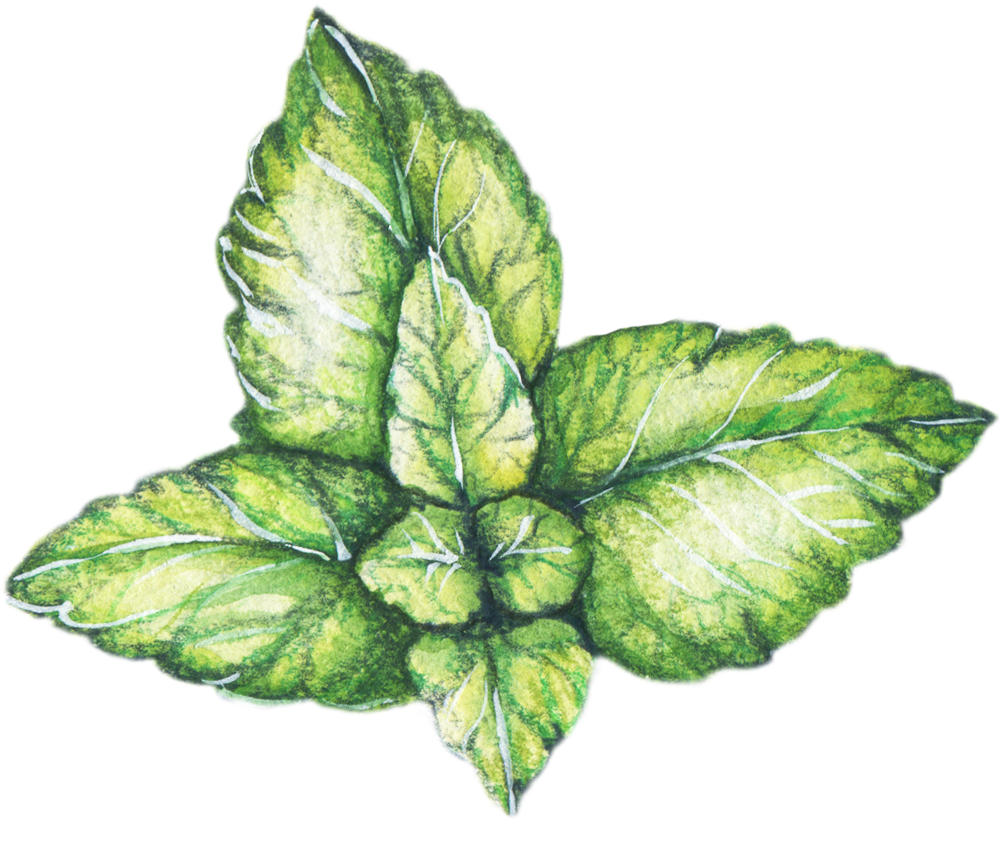 Download Peppermint - Sketch - Full Size PNG Image - PNGkit