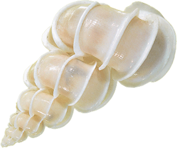 Download Shells - Full Size PNG Image - PNGkit