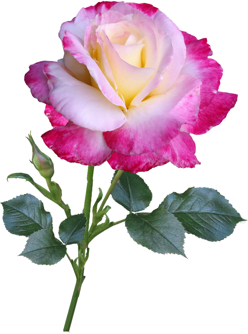 Download Rose Flower Stem - Png Double Rose - Full Size PNG Image - PNGkit