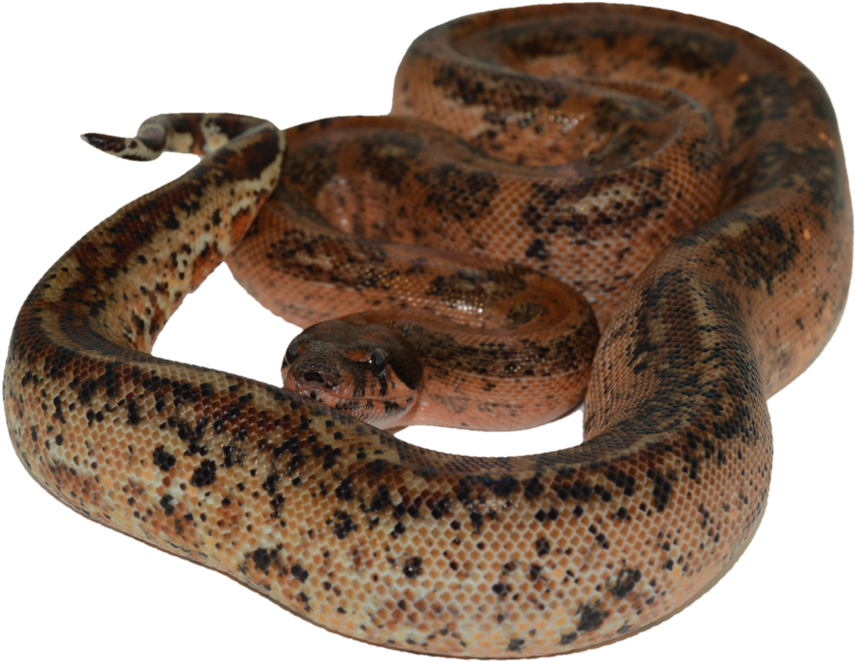 Download Madaboutboas - Home - Boa Snake Transparent - Full Size PNG ...