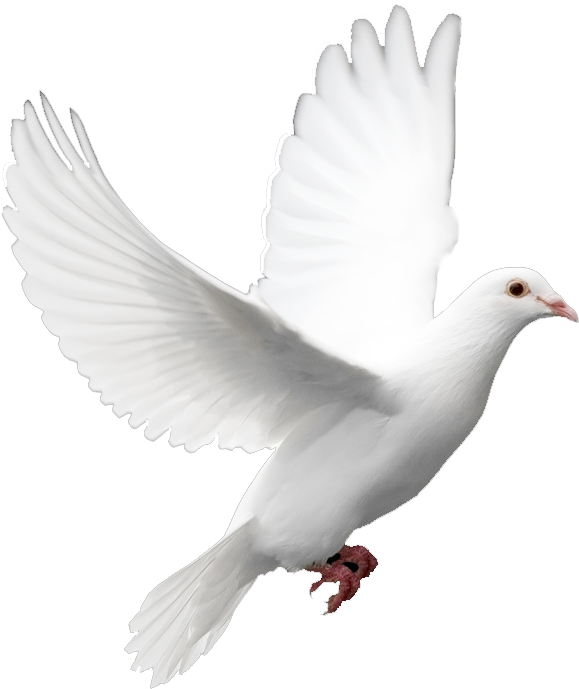 Download Transparent Birds Png Image Without Background - White Bird ...