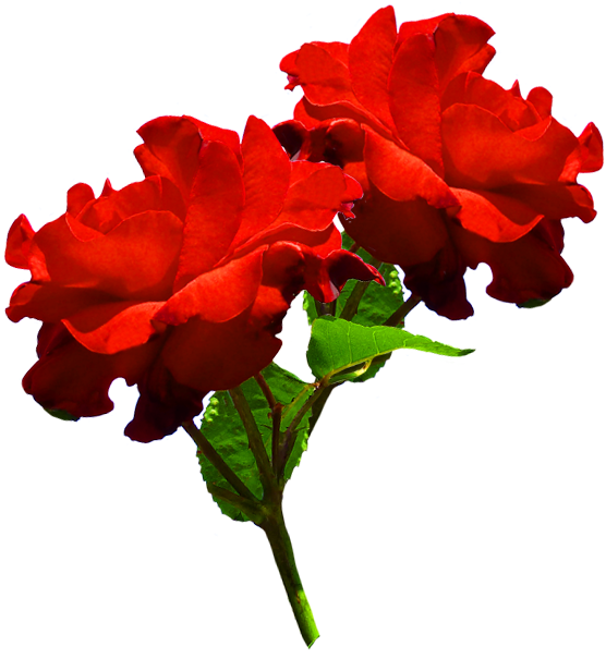 Download Clipart Of Two Red Roses - Two Red Roses Png - Full Size PNG ...