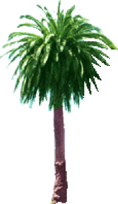 Download Palm Tree - Computing - Full Size PNG Image - PNGkit
