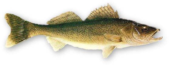 Download Real Fish Png Photo - Walleye Fish - Full Size PNG Image - PNGkit