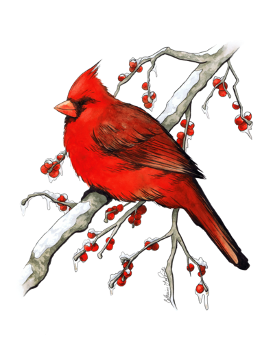 Download Winter Cardinal Watercolor And Ink Painting By Luthienshadows ...