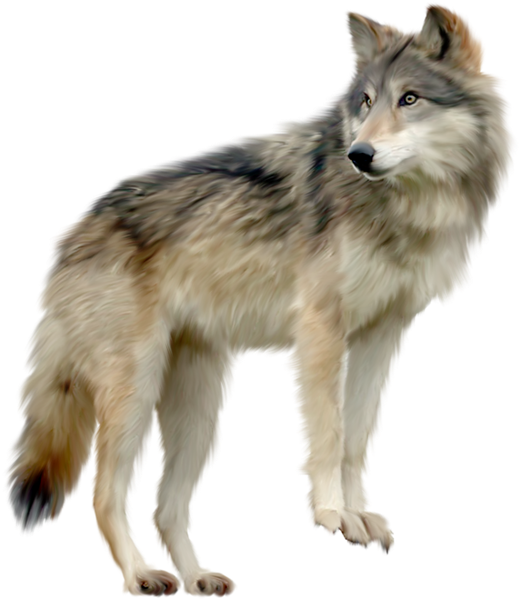 Download Wolf Png Images - Wolf Png - Full Size PNG Image - PNGkit