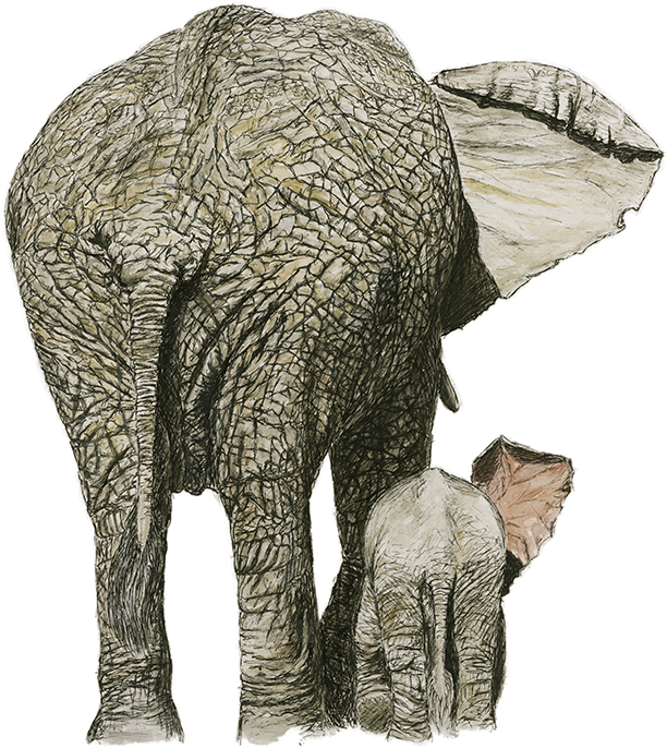 Download Transparent Elephant - - PNGkit