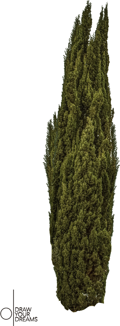 Download Pin By Sandu Mircea On Anturaj Copaci - Pinterest - Full Size ...