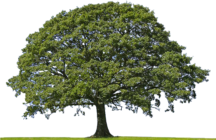 Download Oaktree - Aerial View Of Oak Tree - Full Size PNG Image - PNGkit