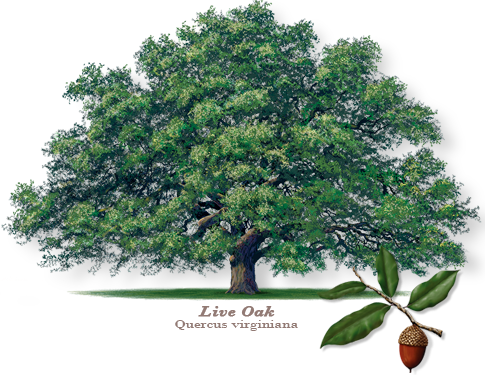 Download Bow Obrien Liveoak 2 - Live Oak - Full Size PNG Image - PNGkit