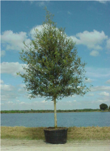 Download Transparent Description - 200 Gallon Live Oak - PNGkit