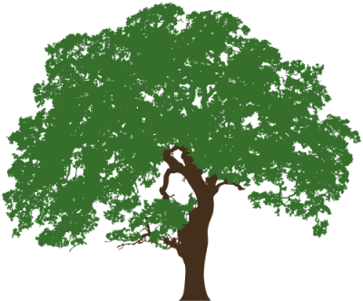 Download Texas Live Oak Illustration - Trees From Silhouette Oak - Full ...