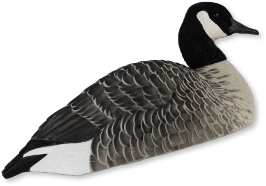 Download Image Of Avian-x Canada Goose Shells - Zink Avian-x Axp Fusion ...