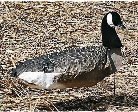 Download Sillosocks 3d Sentry Canada Goose Decoys, 12 Pack - Sillosocks ...