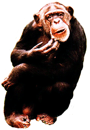 Download Chimpanzee Clipart - Cute Ape Funny Chimpanzee Journal - Full ...