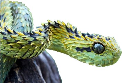 Download Bush Viper Png - Saw Scaled And Chain Viper - Full Size PNG ...