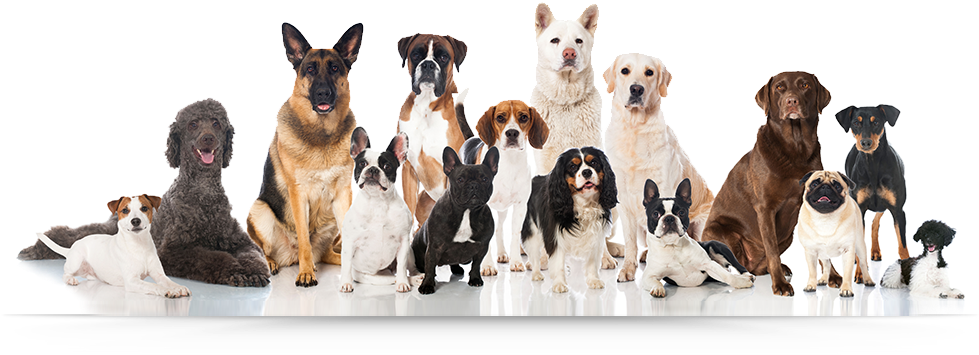 Download Bowzers B Pet Grooming - Group Of Dog Breeds - Full Size PNG ...