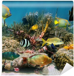 Download Underwater Scenery With Colorful Sea Life Wall Mural - Dingle ...