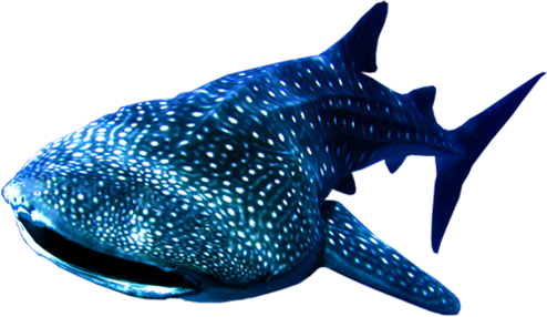 Download Whale Shark Png - Whale Shark Transparent Background - Full ...