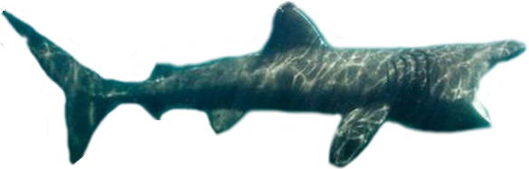 Download Basking In Glory - Whale Shark - Full Size PNG Image - PNGkit