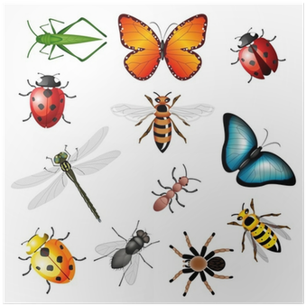 Download Collection Of Vector Insects - Insects And Spiders Clipart ...