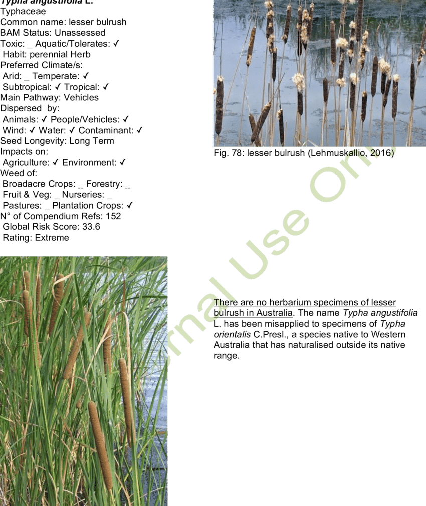 Download Lesser Bulrush - Scientific Diagram - Full Size PNG Image - PNGkit