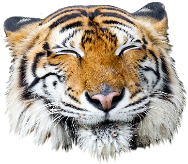 Download Giant Realistic Flying Tiger - Full Size PNG Image - PNGkit