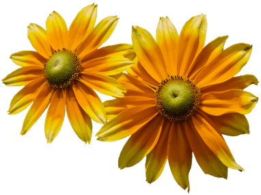 Download Sunflower And Bud - Flor De Verão Png - Full Size PNG Image ...